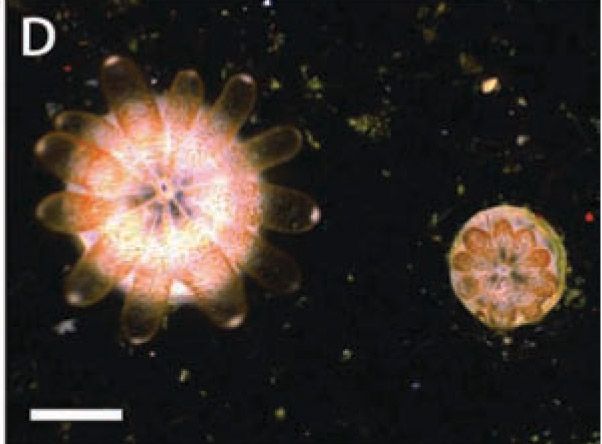 Waves Break Coral Embryo into Identical Twins | Live Science
