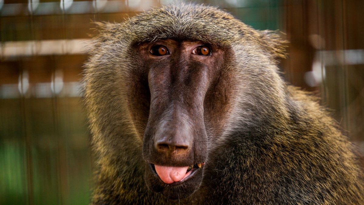 Safari park visitors ‘arm baboons with chainsaw’ | The Week