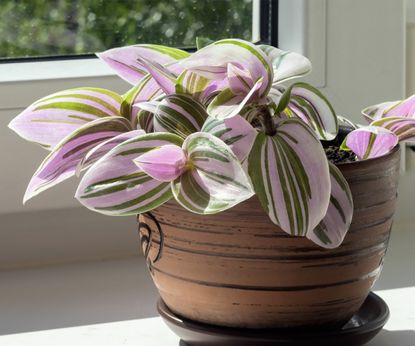 Best small indoor plants: 6 compact houseplants | Homes and Gardens
