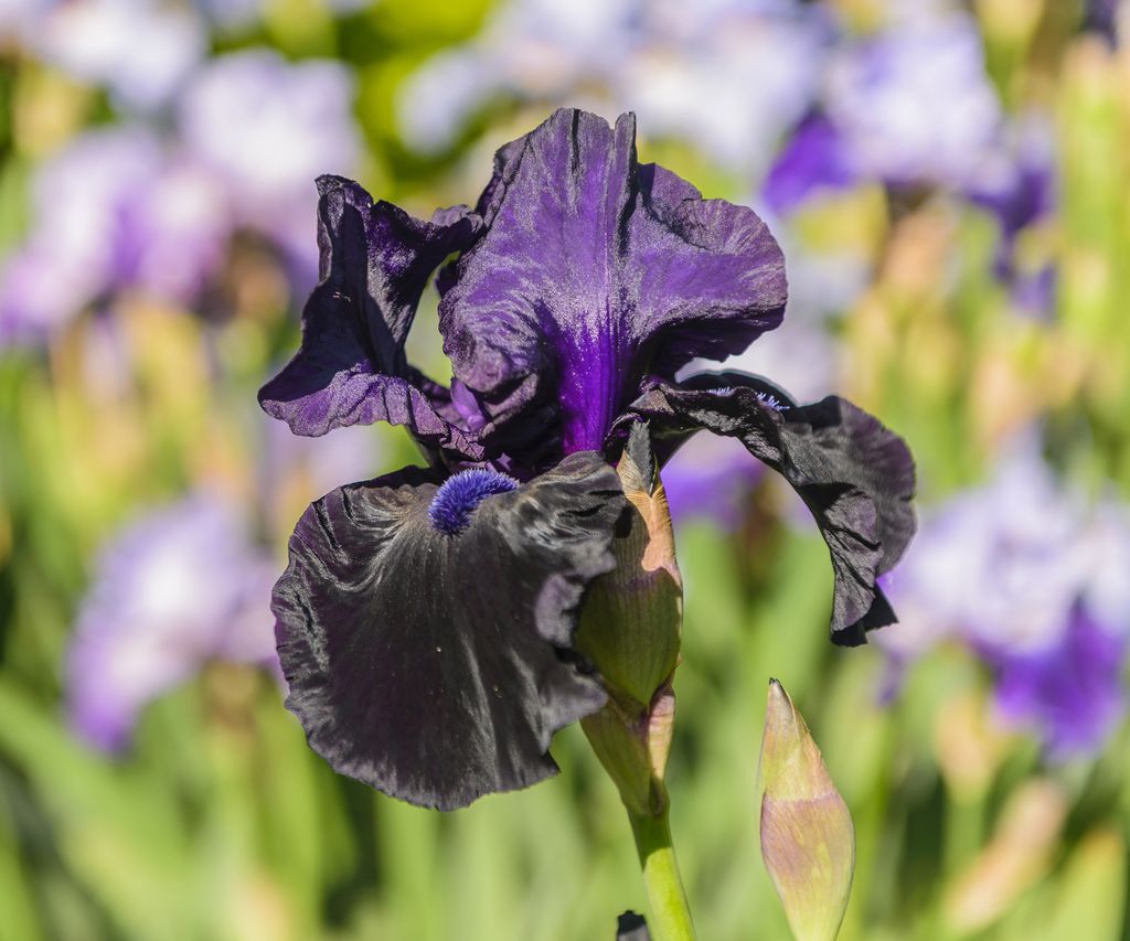 Best bearded iris varieties: 12 stunning types to try | Homes and Gardens