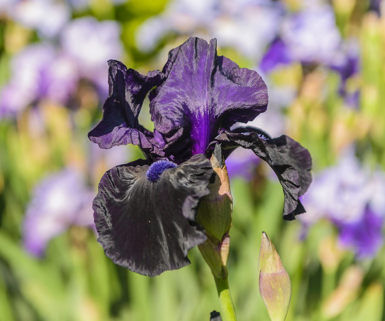 Best bearded iris varieties: 12 stunning types to try | Homes and Gardens
