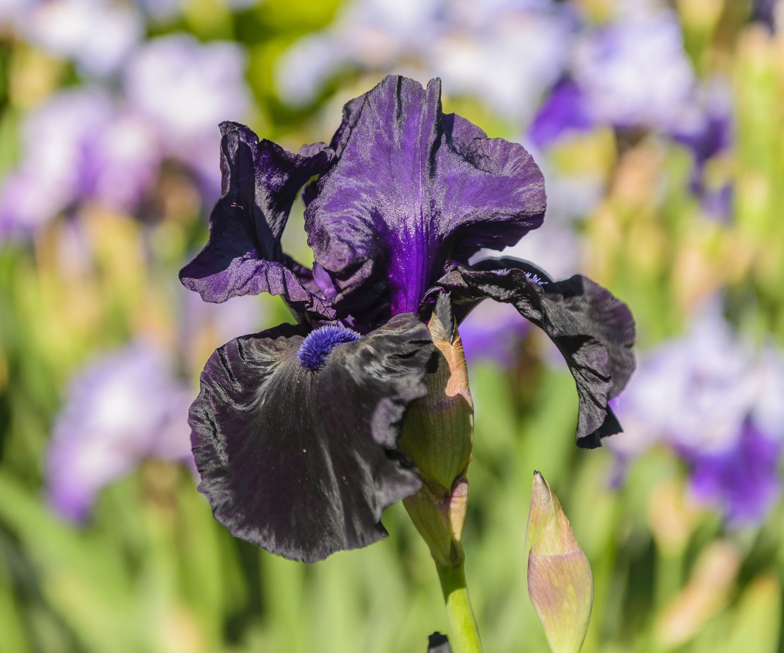 Best bearded iris varieties: 12 stunning types to try | Homes and Gardens