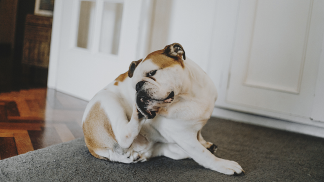 Mites on dogs: How to recognize and treat these parasites | PetsRadar