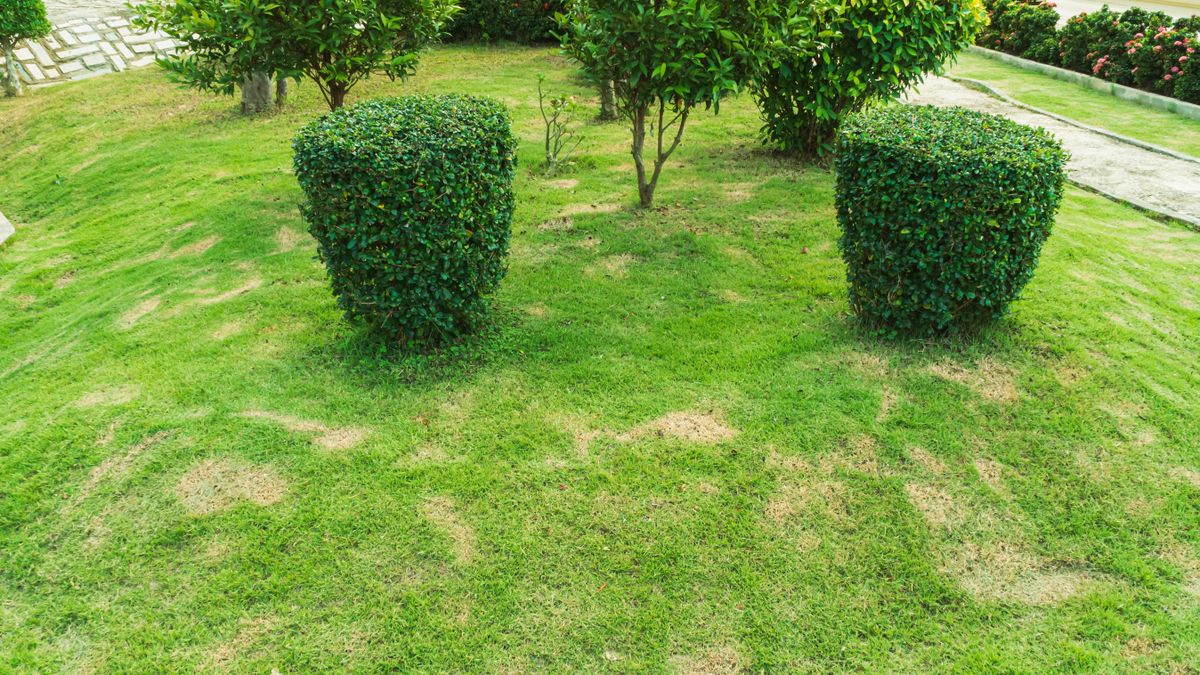 How to get rid of brown patches in your lawn — we ask a gardening ...