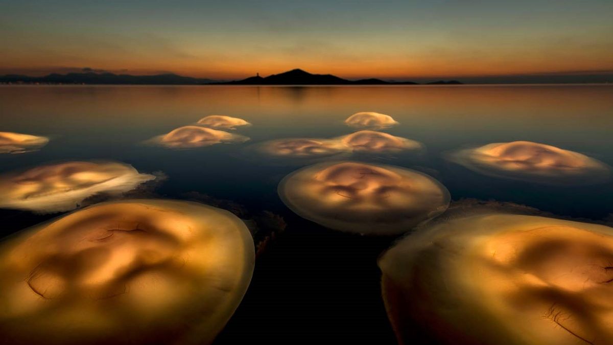 Photo trickery captures ethereal jellyfish 'ballet' in Spanish lake ...