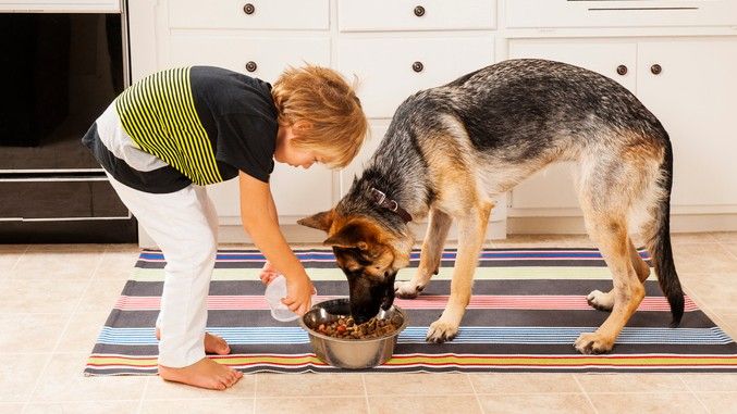 German Shepherd Dog: Breed profile | PetsRadar