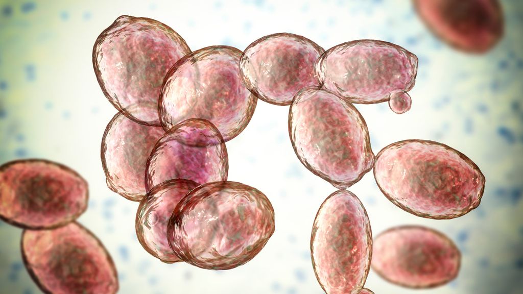 The science behind yeast and how to make your own | Live Science