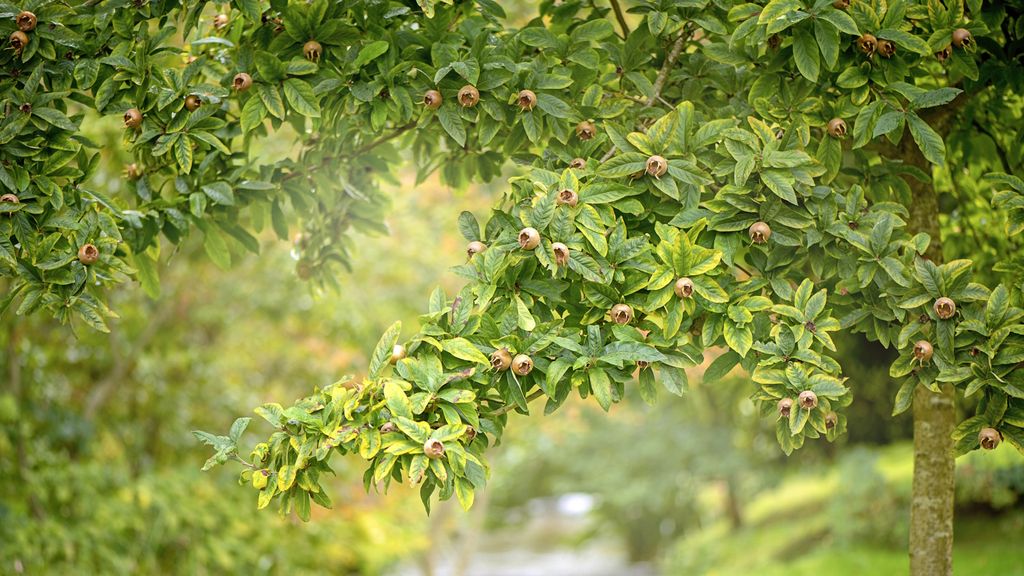 Balm of Gilead tree care and growing guide | Homes and Gardens