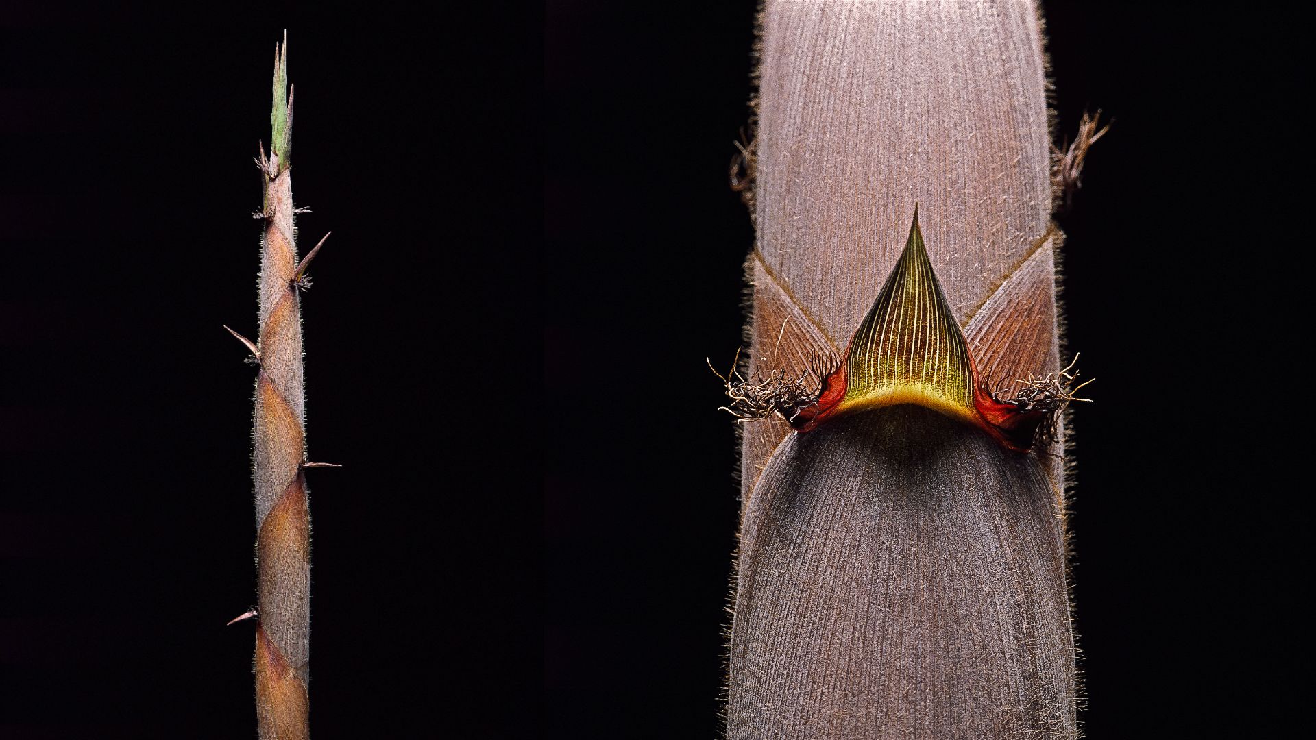 Mysterious bamboo regeneration baffles scientists ahead of once-in-a ...