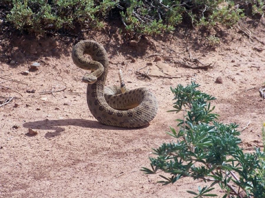 Photos: How to Identify a Western Diamondback Rattlesnake: Page 2 ...