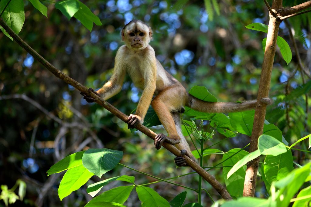 Amazon: Earth's Mightiest River | Live Science