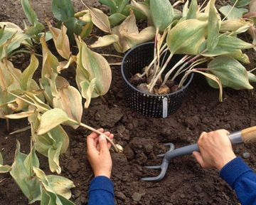 How to store tulip bulbs and save them for next year | Homes and Gardens
