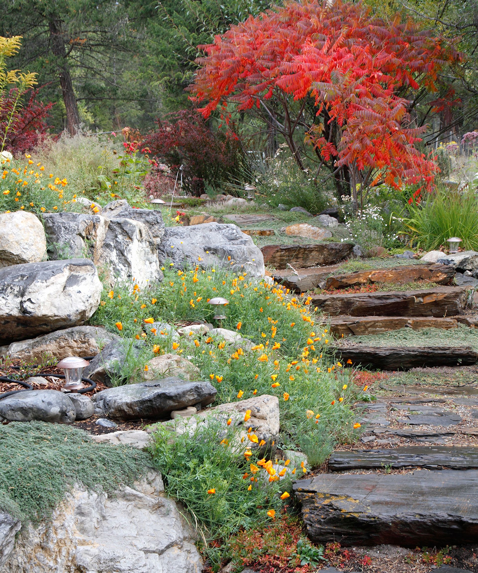 How to xeriscape: 7 steps for a low-maintenance yard | Real Homes