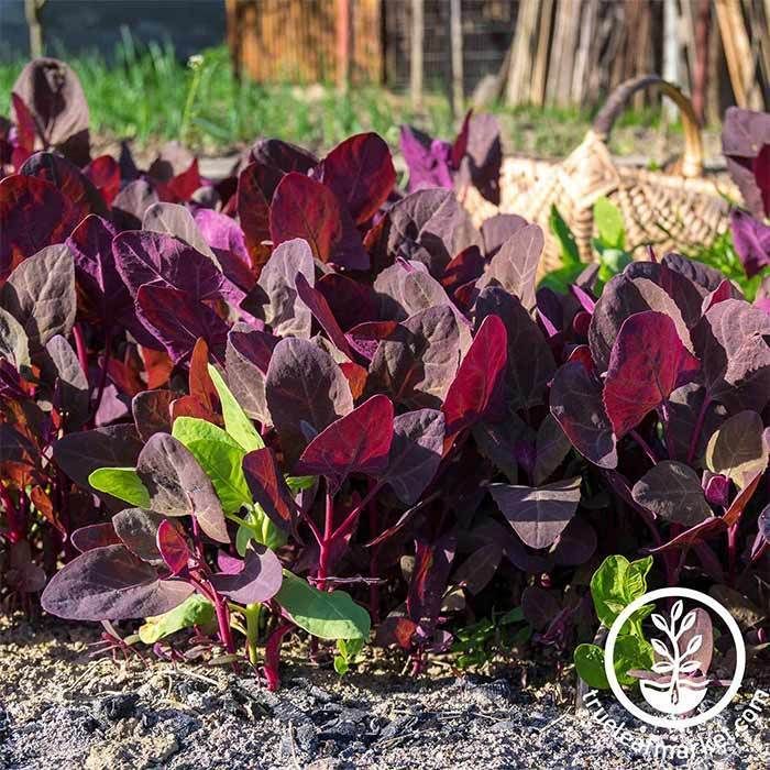 How to grow orach - expert tips from sowing to harvesting | Homes and ...