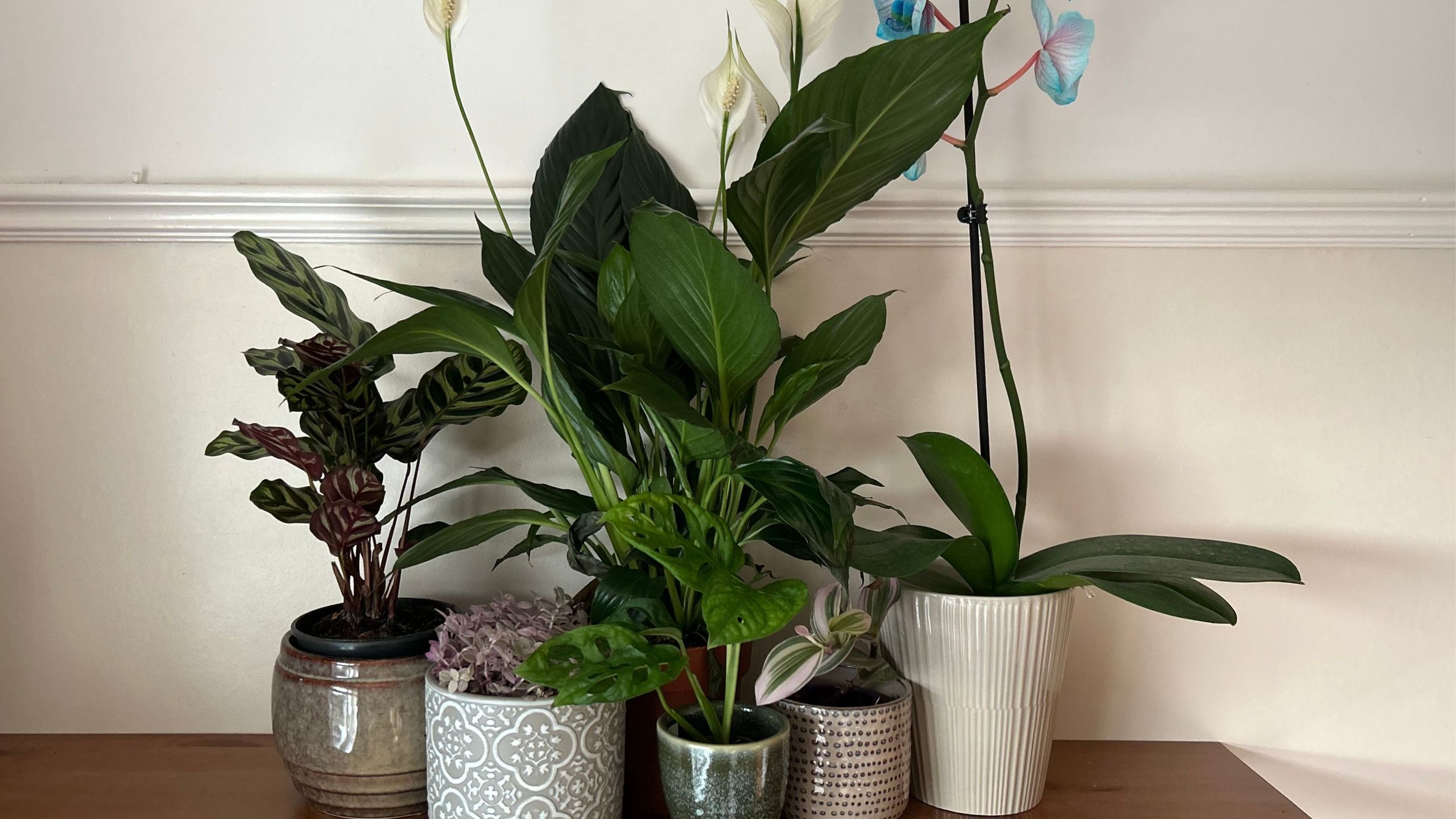 I'm Ideal Home's gardens editor — my top 5 houseplant picks | Ideal Home