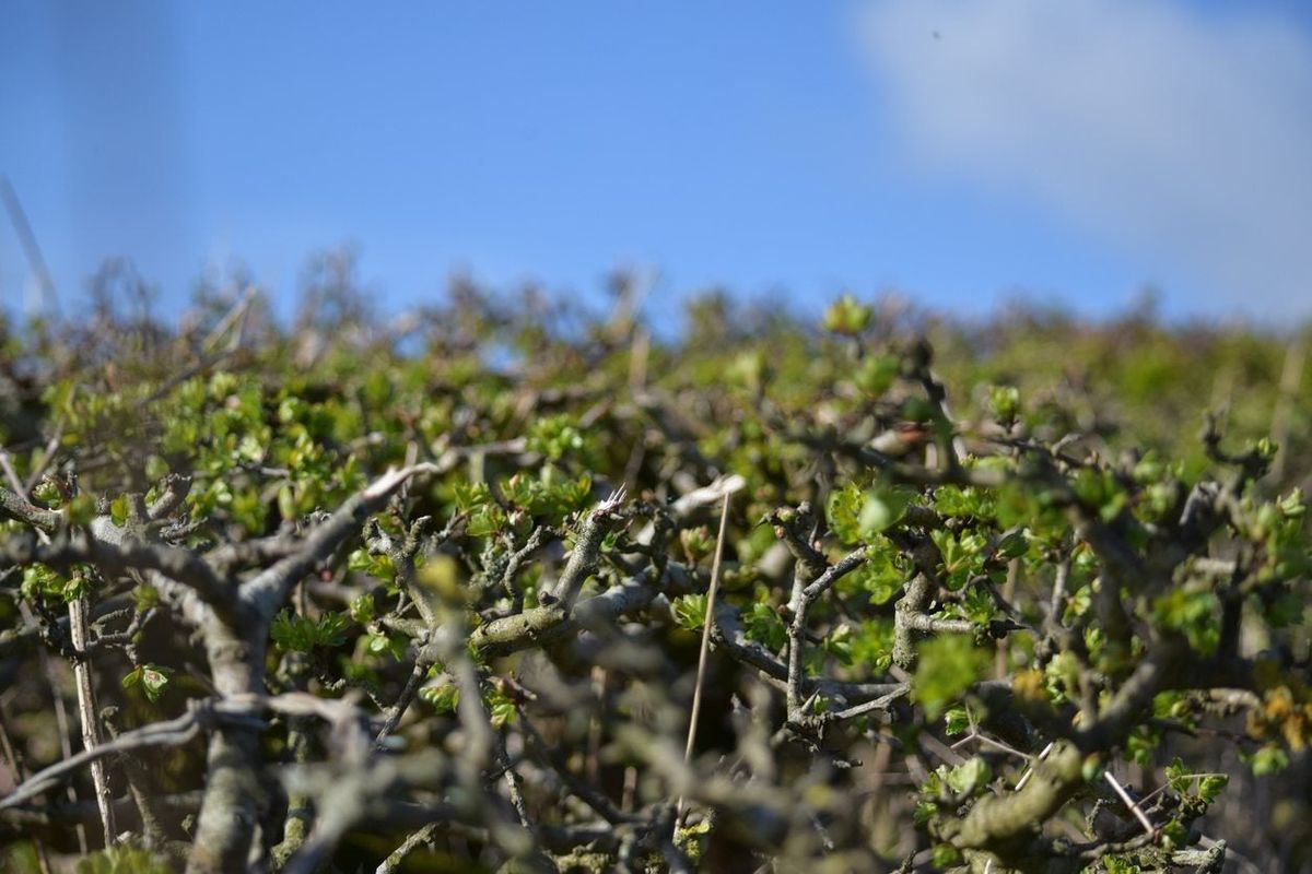 Transplanting Hawthorn Hedges: How And When To Move A Hawthorn Hedge ...