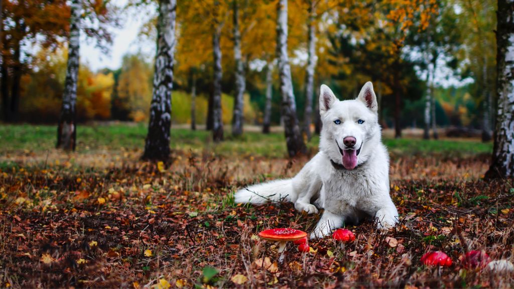 Albino dogs: 32 facts you didn’t know | PetsRadar