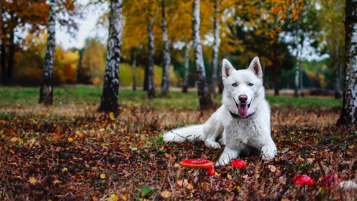 Albino dogs: 32 facts you didn’t know | PetsRadar