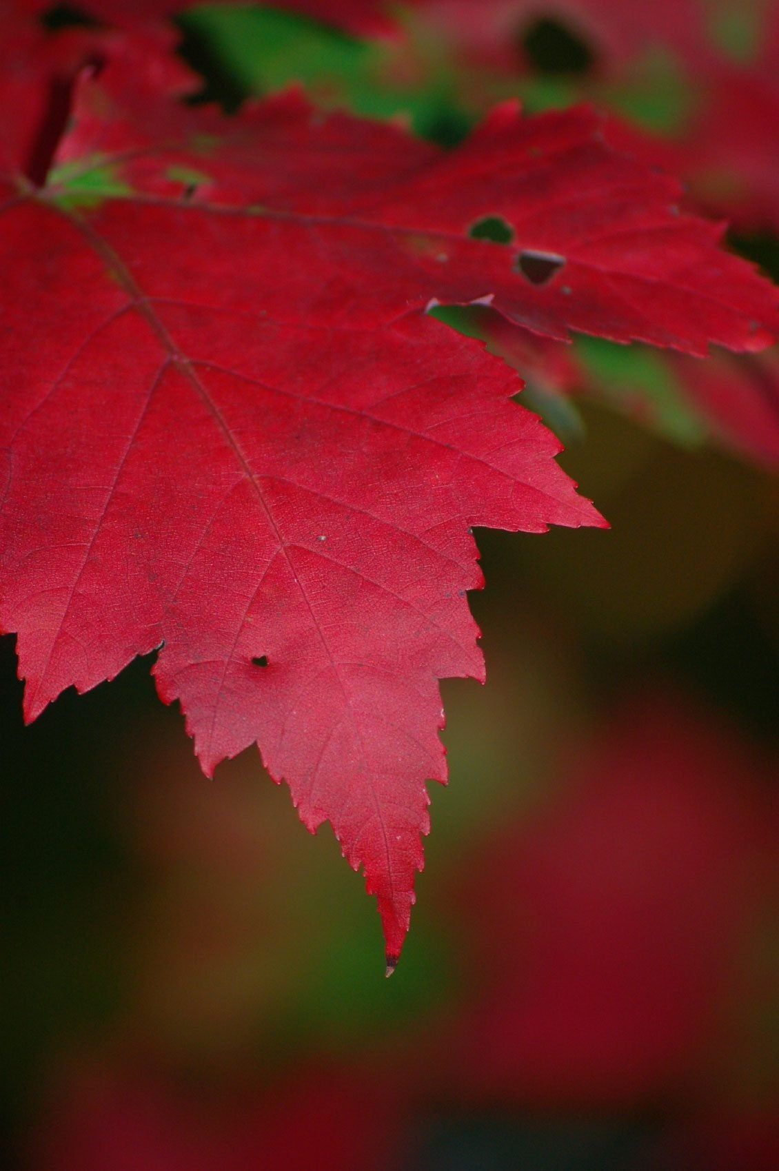 Maple Tree Varieties: Information About Maple Tree Identification ...
