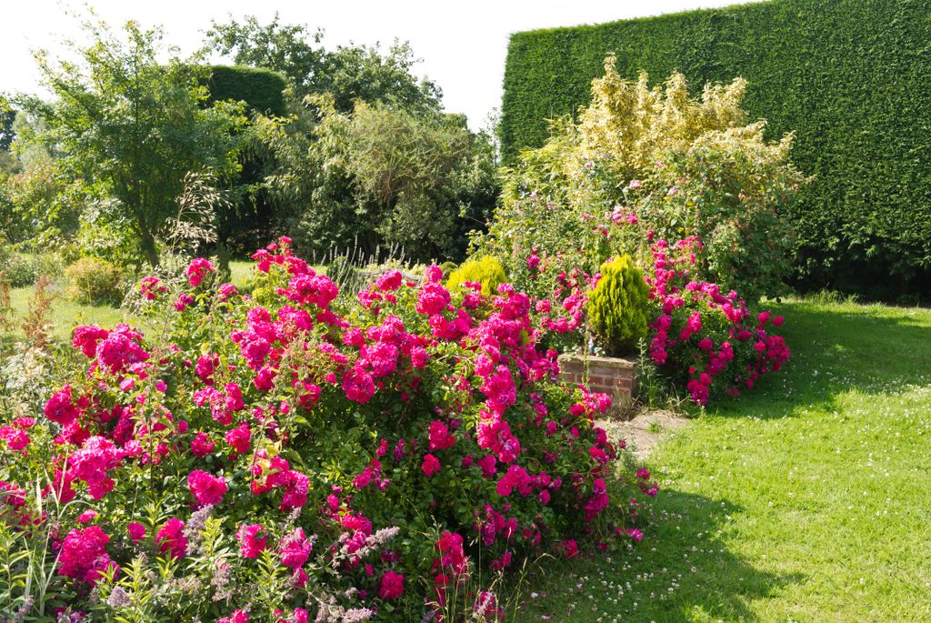 Rose garden ideas: 14 rose gardens to inspire | Homes and Gardens