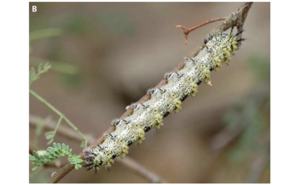 Skin-Crawling Experience: Caterpillar Gives Woman Hives | Live Science