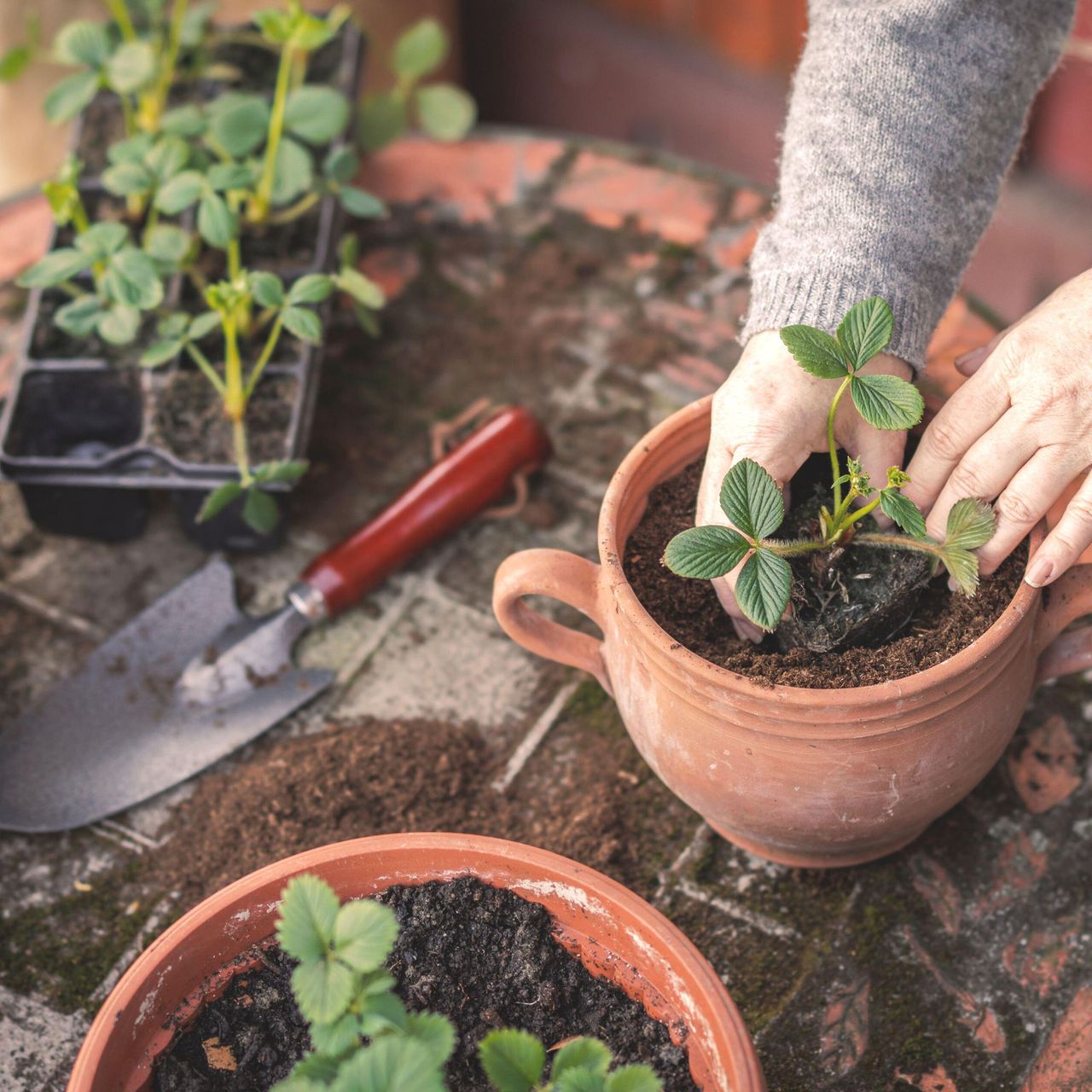 How to grow strawberries in pots – a guide to help you grow your own | Ideal Home
