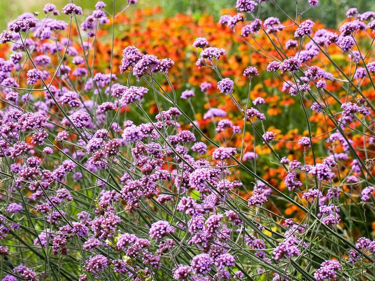 Grow Verbena Bonariensis: Our Guide To Pretty Purpletop Vervain ...