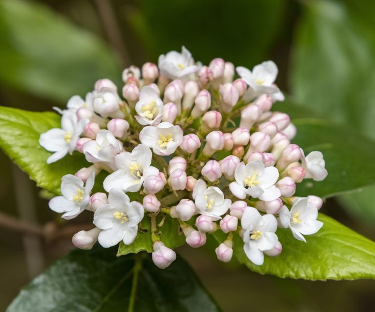How to grow viburnum for fragrant flowers in winter | Homes and Gardens