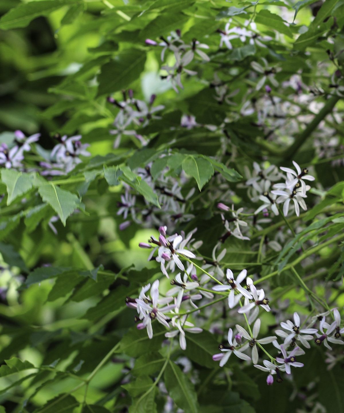5 toxic and poisonous trees that gardeners should know about | Homes ...