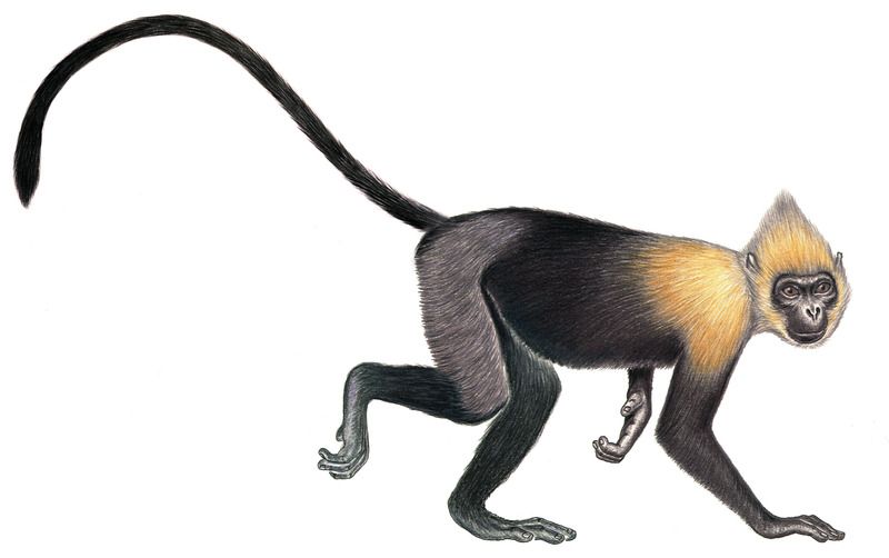 Image Gallery: 25 Primates in Peril: Page 2 | Live Science