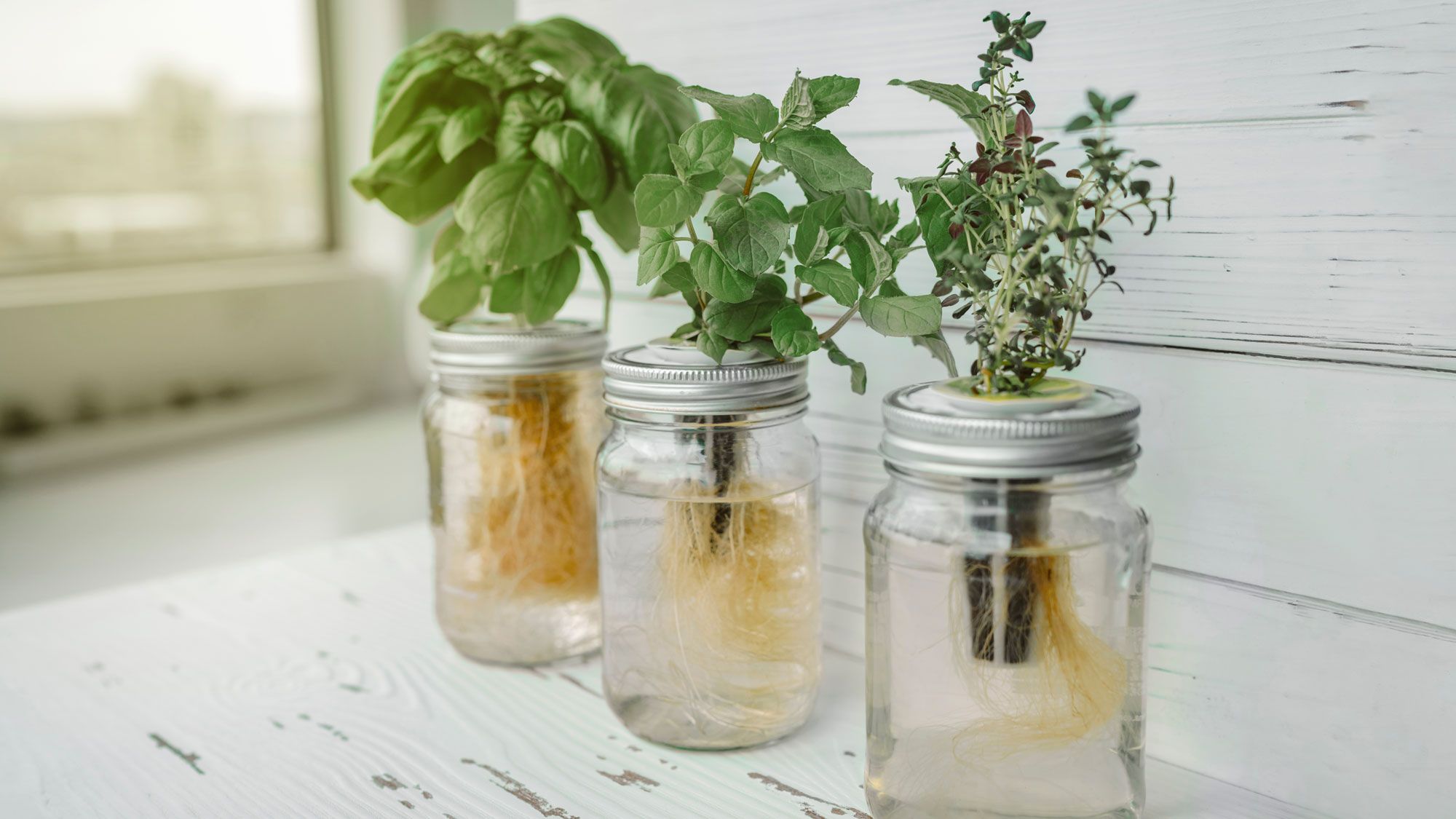 Cute Hydroponics for Beginners | Stylish, Easy Space Savers | Gardening ...