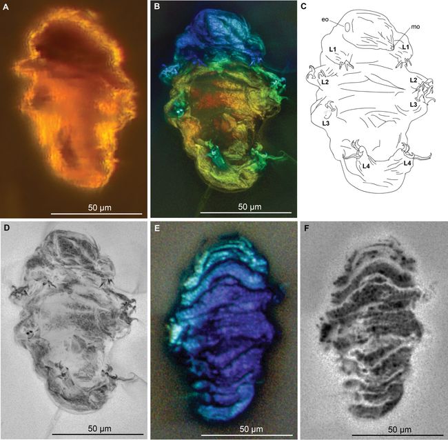 1st tardigrade fossils ever discovered hint at how they survived Earth ...