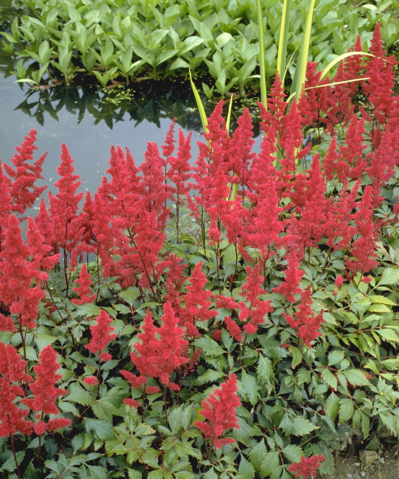 How to care for astilbe in the fall: 4 key tasks to do | Homes and Gardens