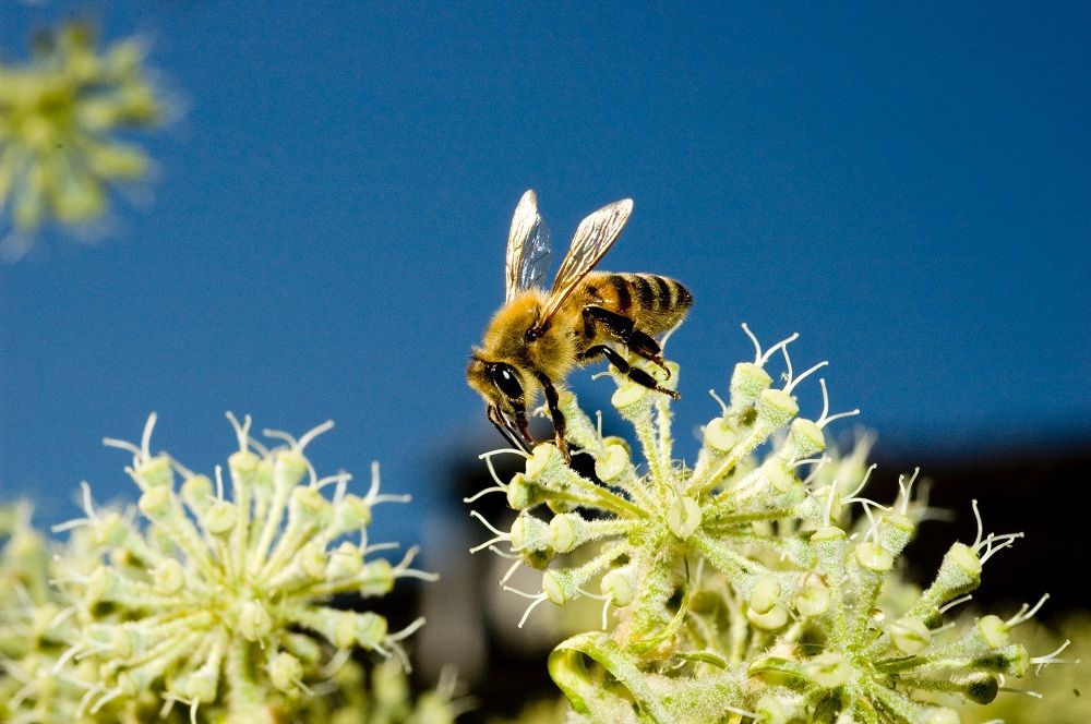 On the Hunt: Honeybee Scouts Find Food | Live Science