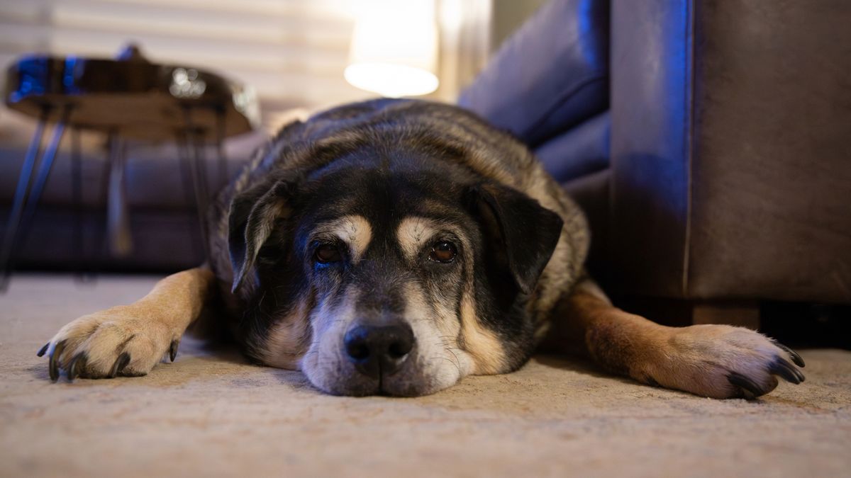 Hypothyroidism in dogs: Vet explains this common condition | PetsRadar
