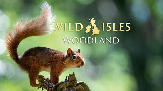 How to watch Wild Isles free online on BBC iPlayer - new David ...