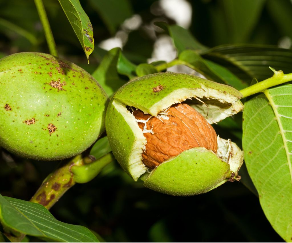 How to grow a walnut tree from seed: 5 expert steps | Homes and Gardens