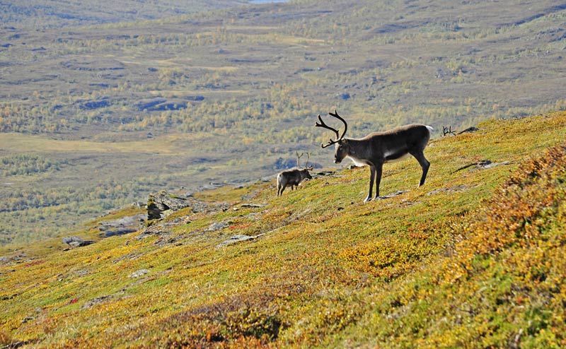 6 Surprising Facts About Reindeer | Live Science