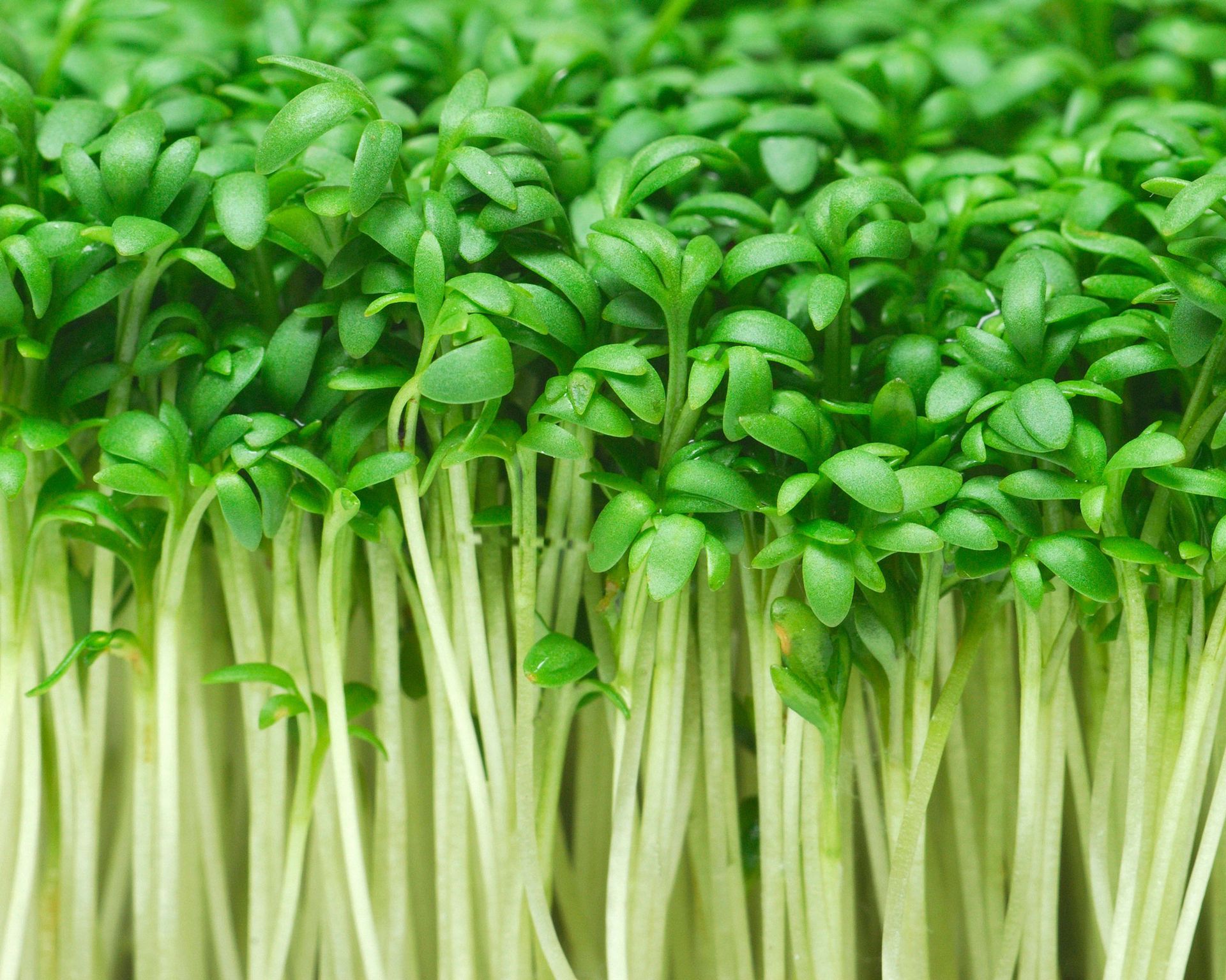 Vegetables to plant in December: 12 crops to sow and grow | Gardeningetc