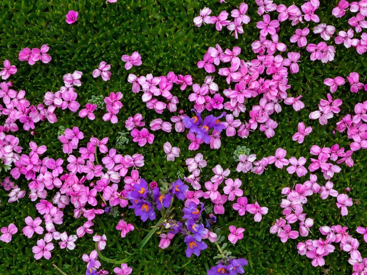 Moss Campion Facts: Growing Moss Campion In The Garden | Gardening Know How