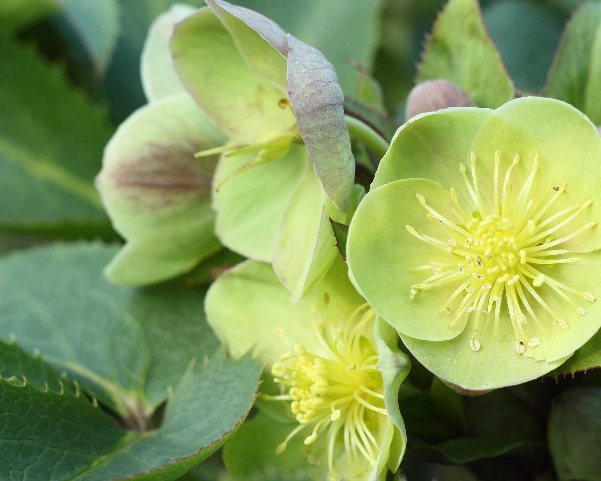 Types of hellebores: 13 varieties to brighten winter gardens | Gardeningetc