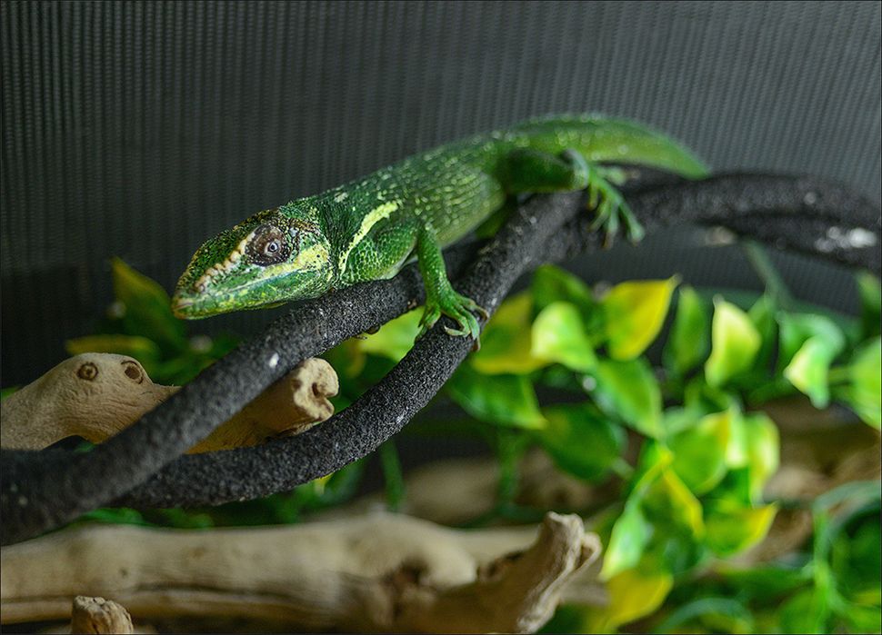 Island Diversity: Cuba's Amazing Animals in Museum Spotlight | Live Science