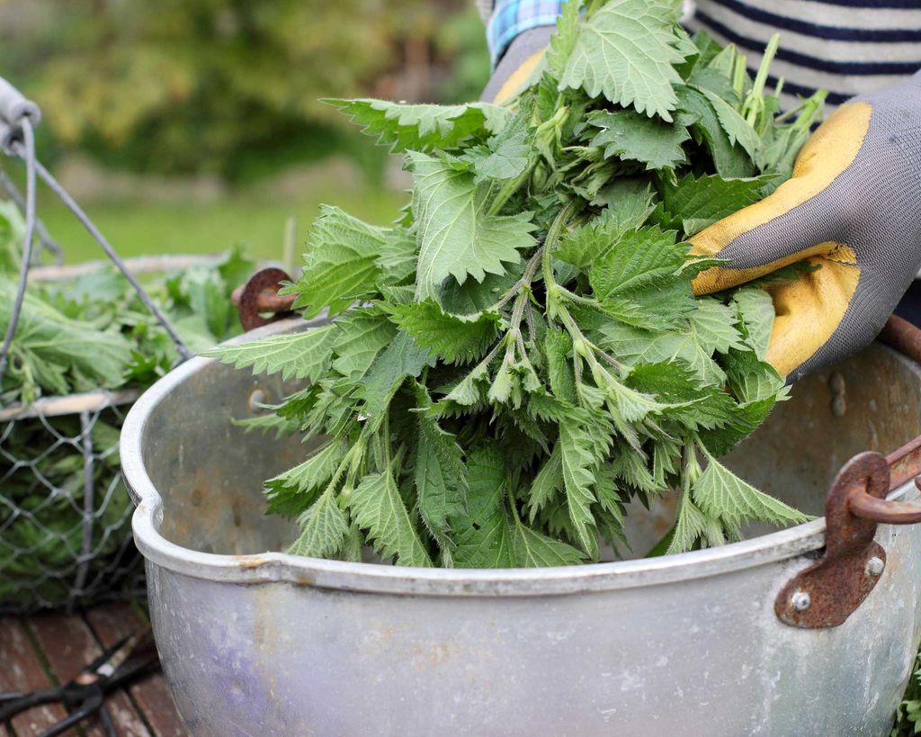 How to make fertilizer and fertilize plants for free | Gardeningetc