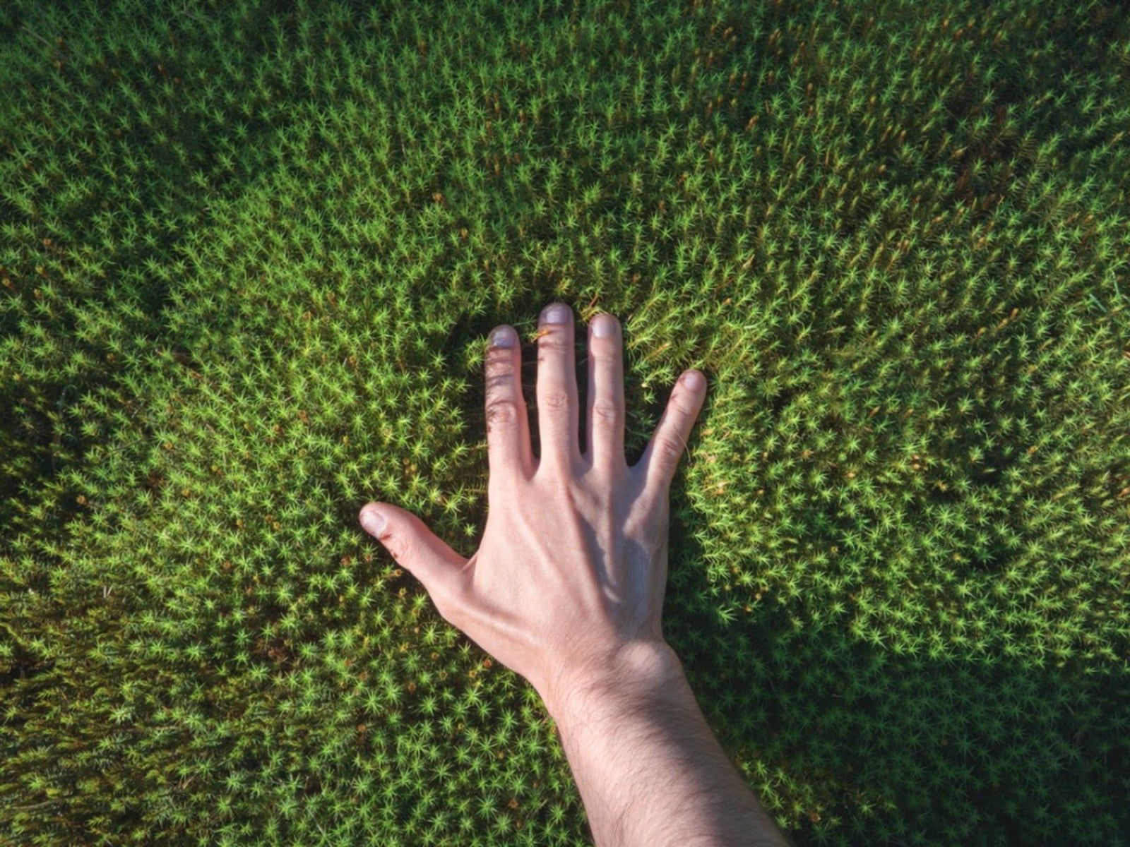 Moss Lawn Care Growing Moss Lawns Instead Of Grass Gardening Know How