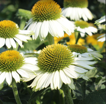 What perennials to plant in September – 7 best varieties | Livingetc