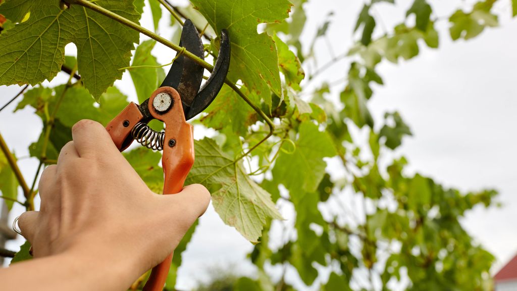 How to prune grapevines and when to do it | Tom's Guide