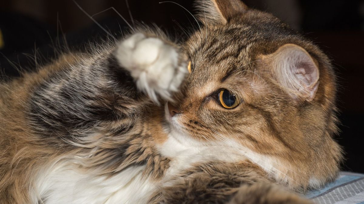 Interesting cat facts you're bound to find a-mew-sing | PetsRadar