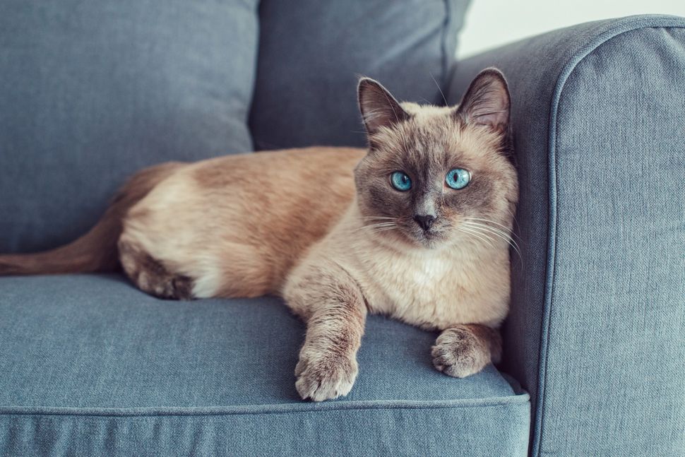 13 hypoallergenic cat breeds for allergy sufferers | PetsRadar