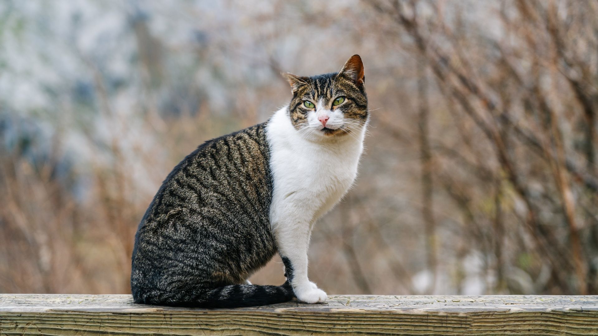 How to care for outdoor cats to keep them safe and healthy | PetsRadar