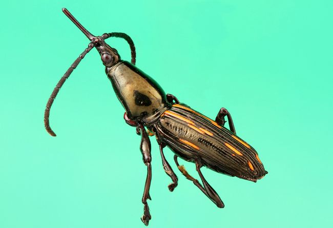 Gallery: 'Insects Unlocked' Collection Shares Free Bug Photos | Live ...